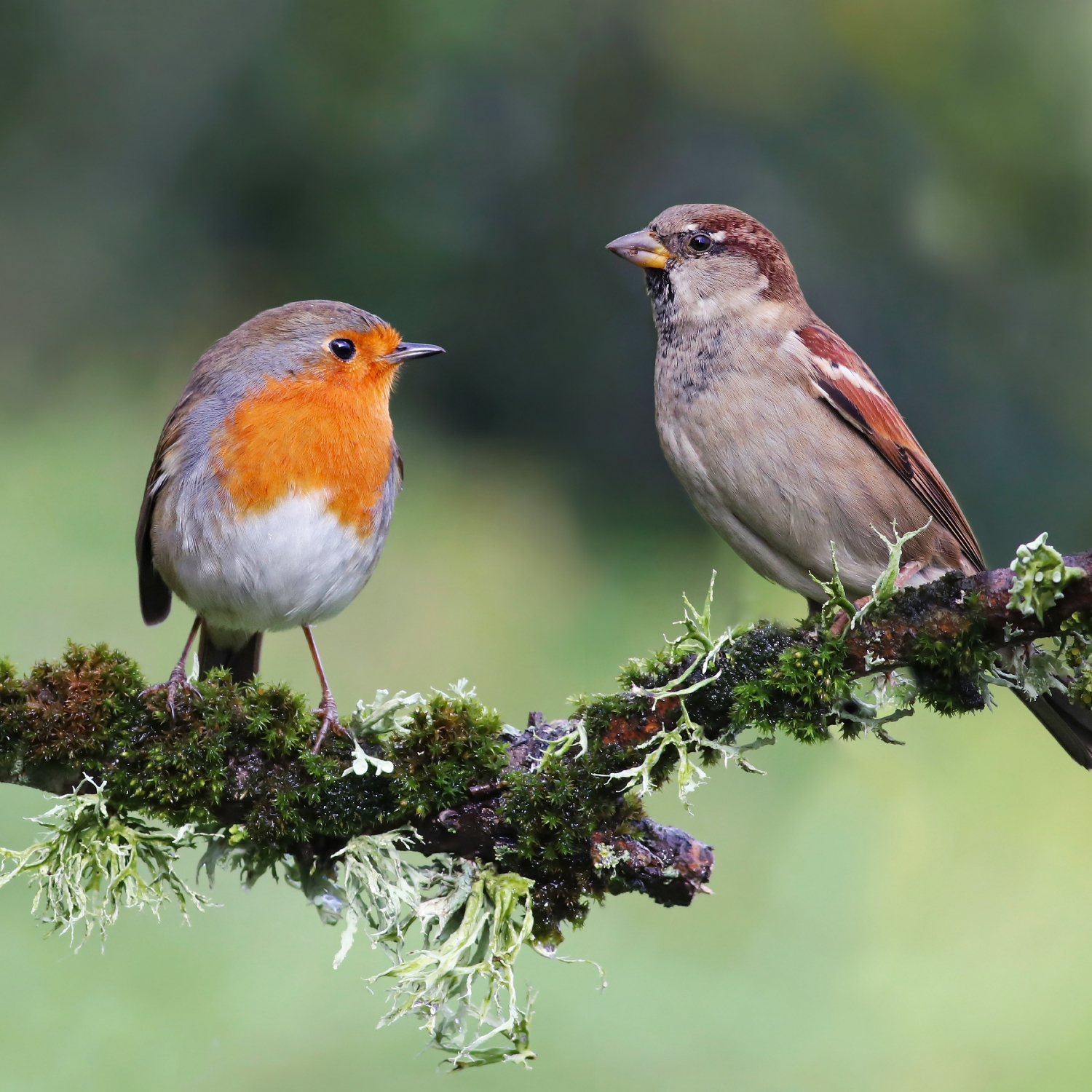 Artenvielfalt – Vögel steigern das Wohlbefinden